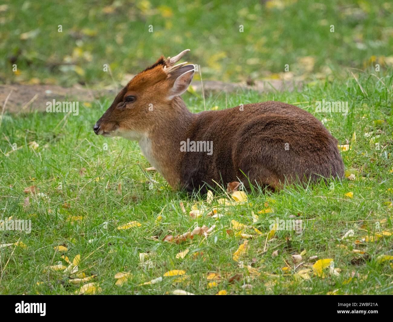 Cuddle animals hi-res stock photography and images - Alamy