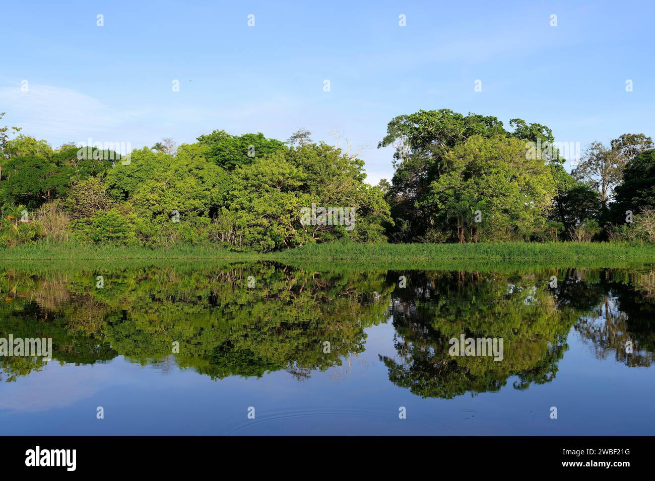 Trees reflecting in an Amazon tributary, Amazonas state, Brazil Stock ...