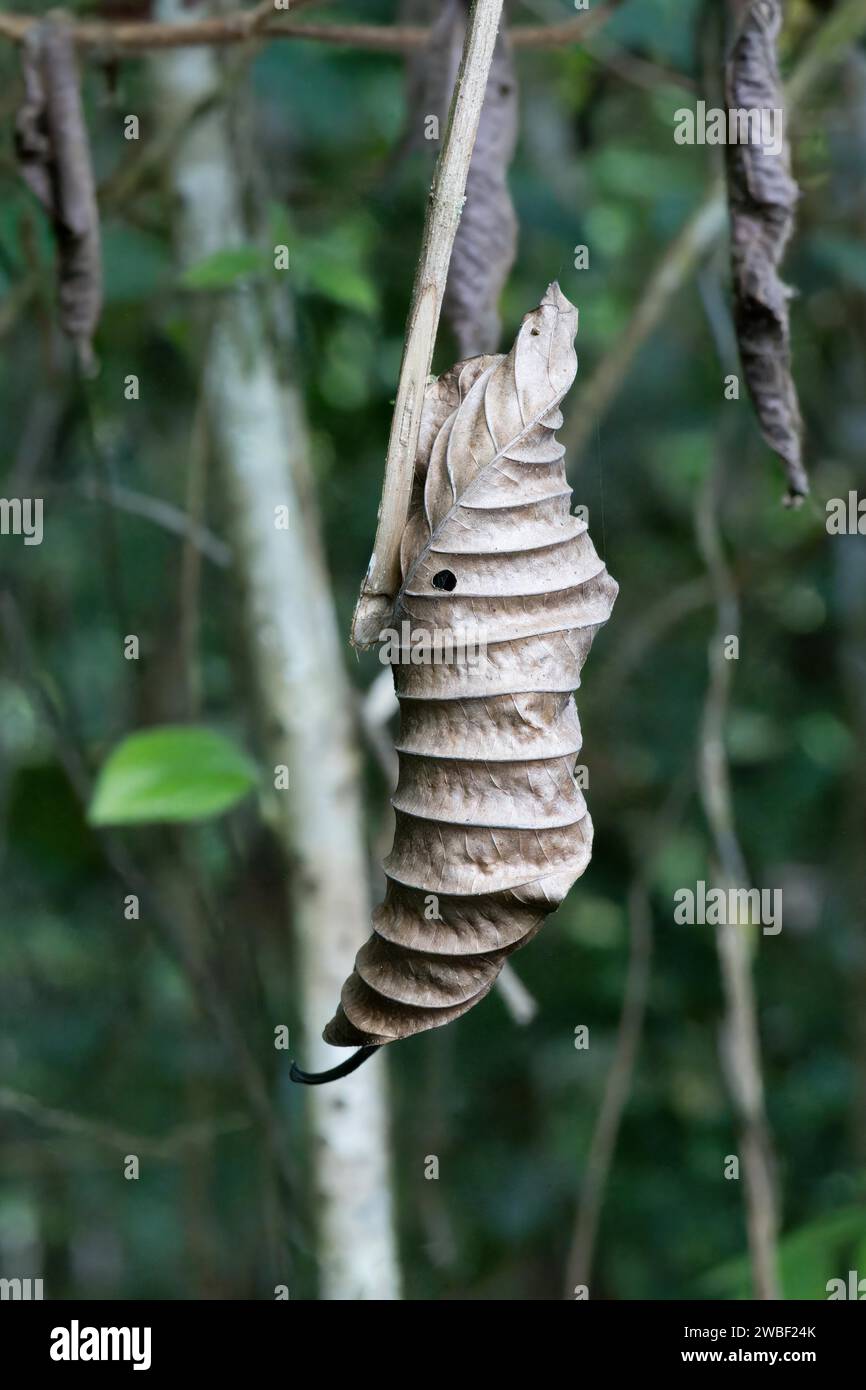 Dried curled leaf hanging from a branch, Amazonian rainforest, Amazonas ...