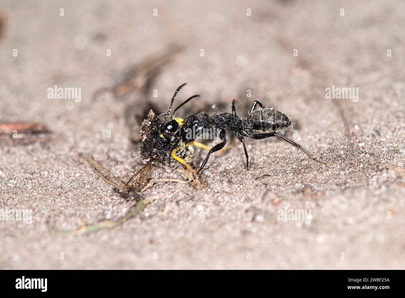 Horse ant (Camponotus sp), transporting its prey, Valais, Switzerland ...