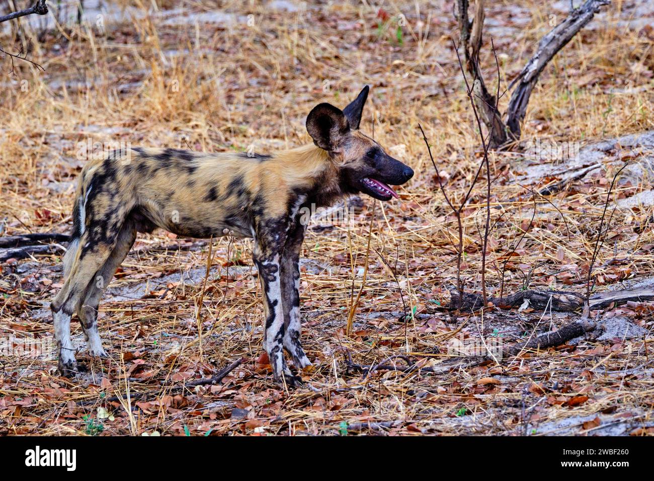 Zimbabwe, Matabeleland North, province, Hwange national park, painted ...