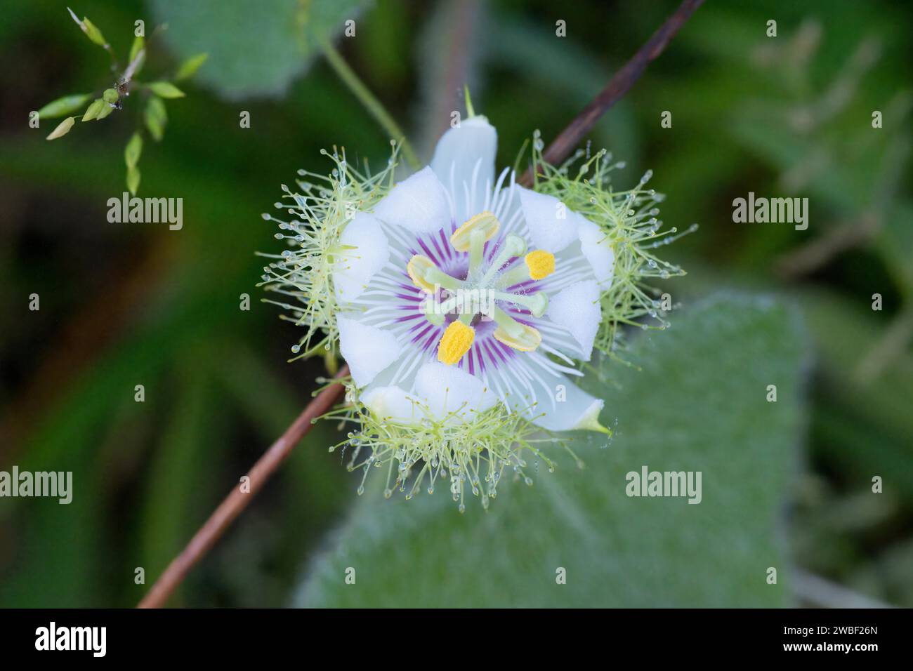 Passiflora foetida flower, Amazonian rainforest, Amazonas state, Brazil ...