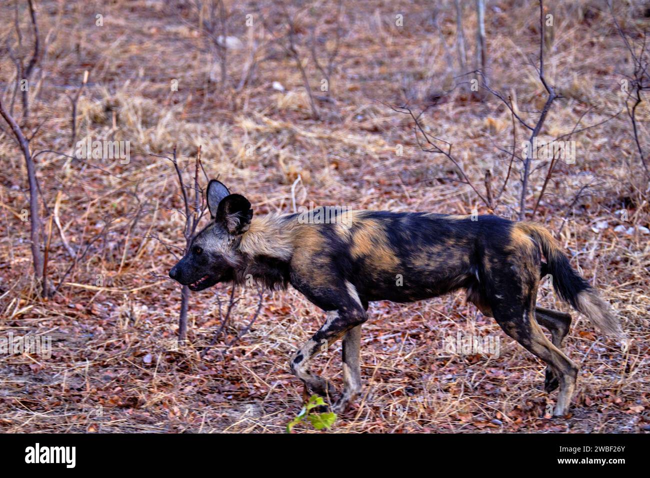 Zimbabwe, Matabeleland North, province, Hwange national park, painted ...