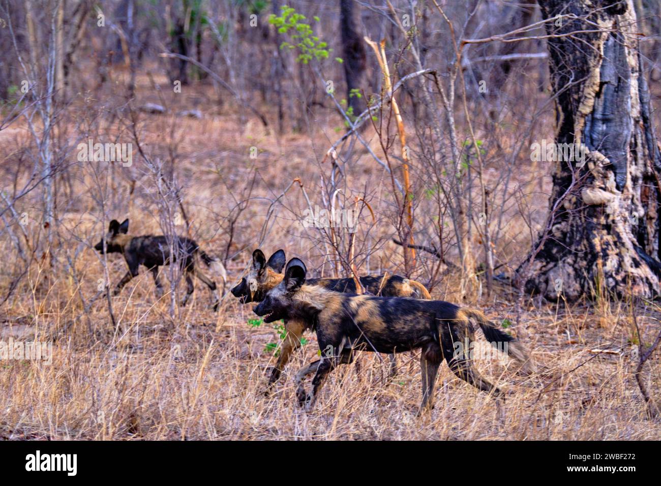 Zimbabwe, Matabeleland North, province, Hwange national park, painted ...