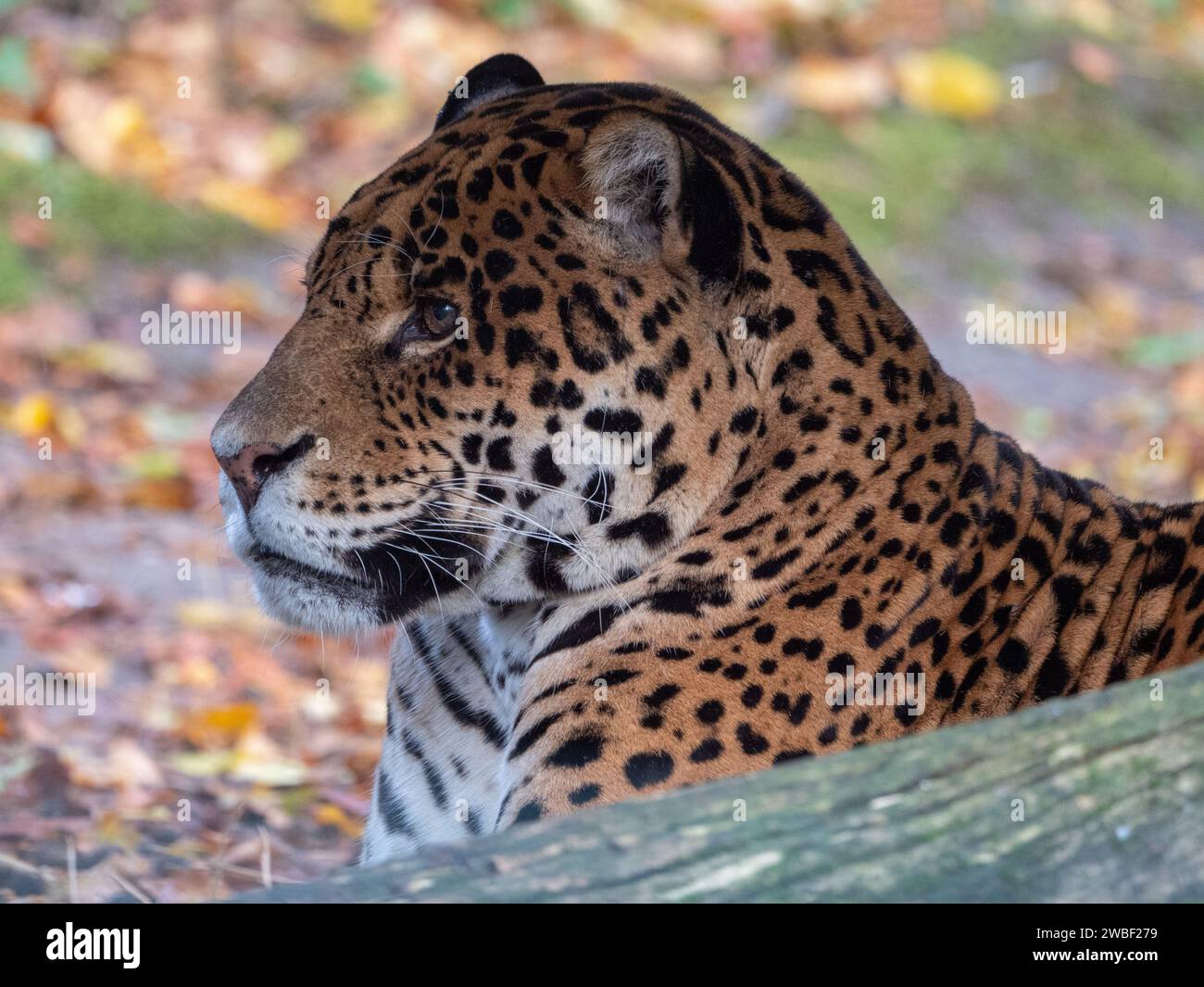 A powerful leopard relaxes atop a log in the wilderness, eyes closed as ...