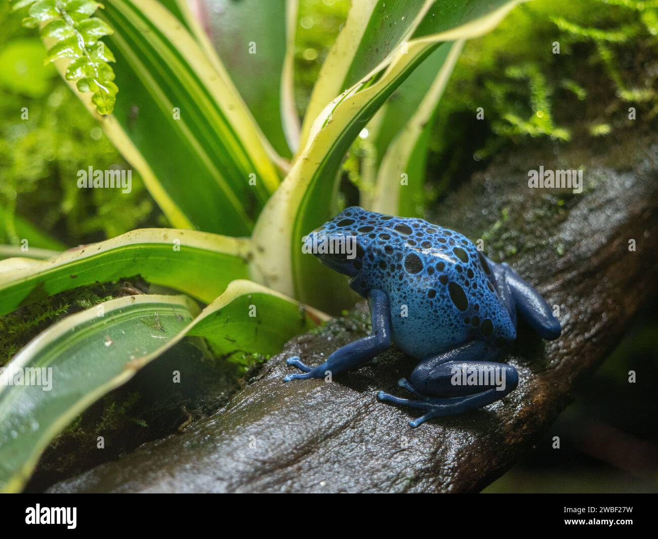 An adorable blue frog perched atop a sodden tree branch in the midst of ...