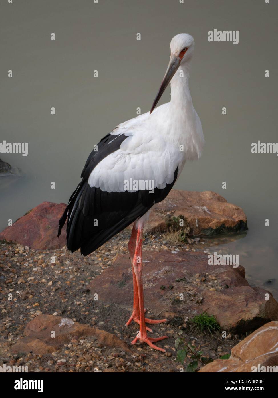Bird on rock outcrops hi-res stock photography and images - Alamy