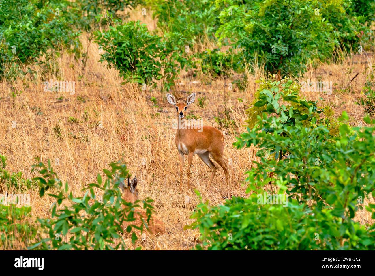 Zimbabwe, Matabeleland North, province, Hwange national park, impala ...