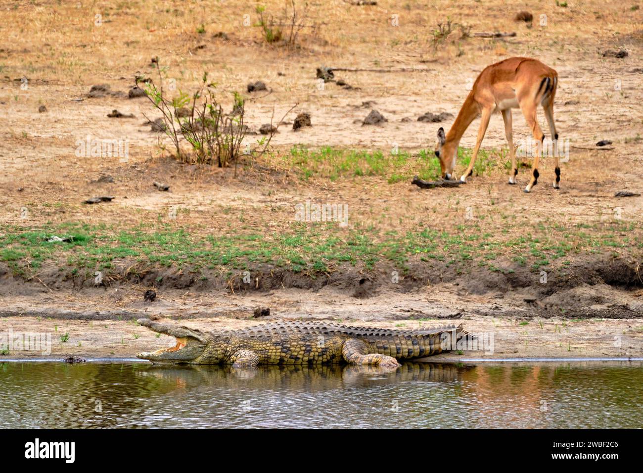 Zimbabwe, Matabeleland North, province, Hwange national park, impala ...