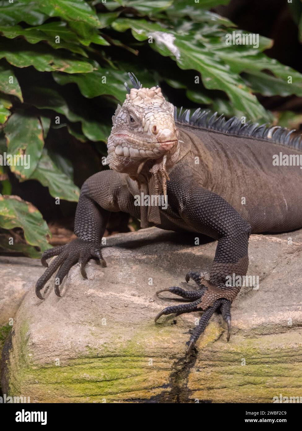 A green lizard is perched on a grey rock, its eyes closed in relaxation ...