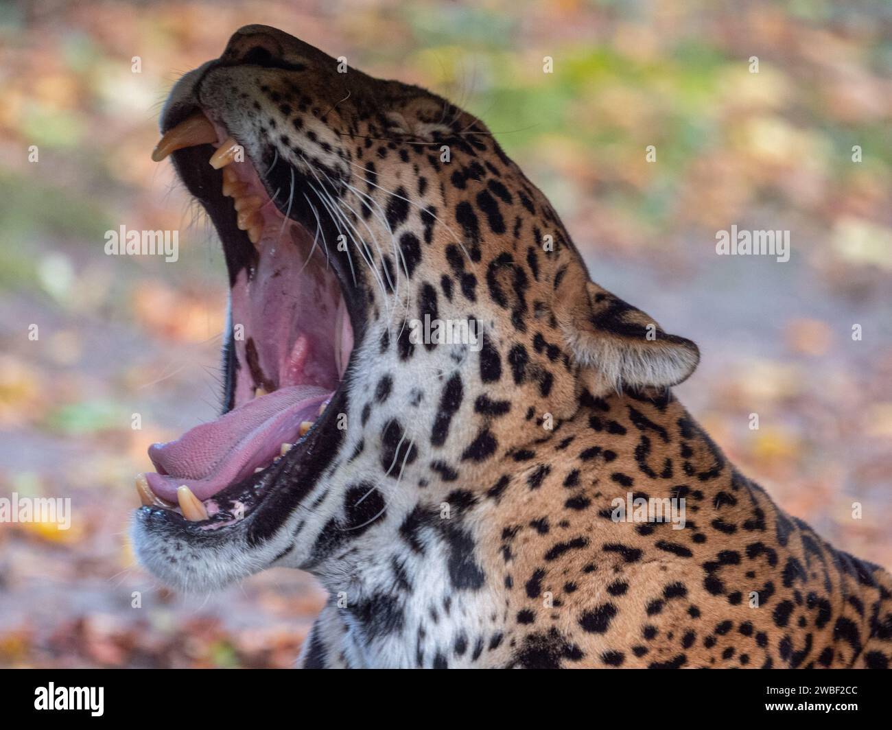 A close-up image of a wild animal snarling, with its mouth open and ...