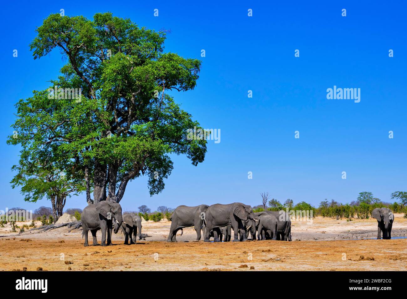 Zimbabwe, Matabeleland North, province, Hwange national park, wild ...