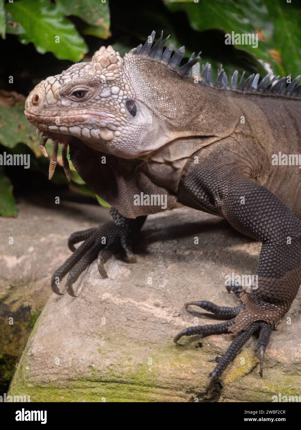 Content lizard hi-res stock photography and images - Alamy