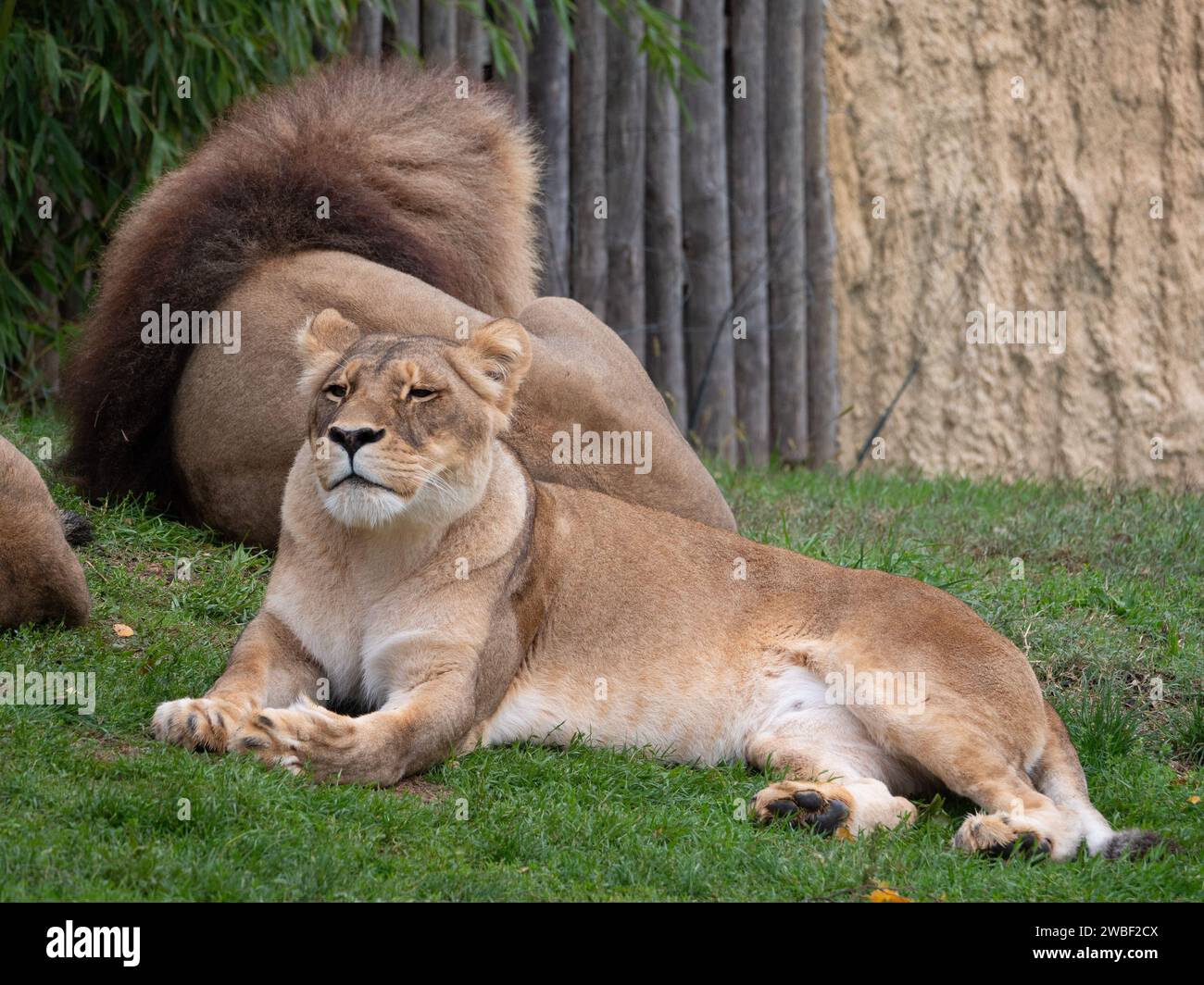 African tree lions hi-res stock photography and images - Alamy