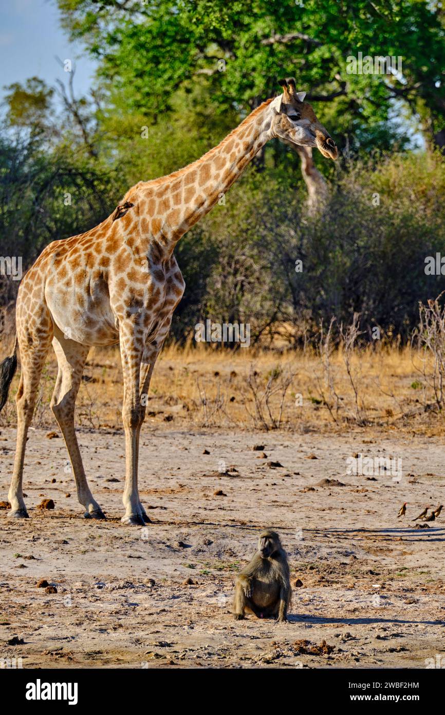 Zimbabwe, Matabeleland North, province, Hwange national park, Giraffe ...