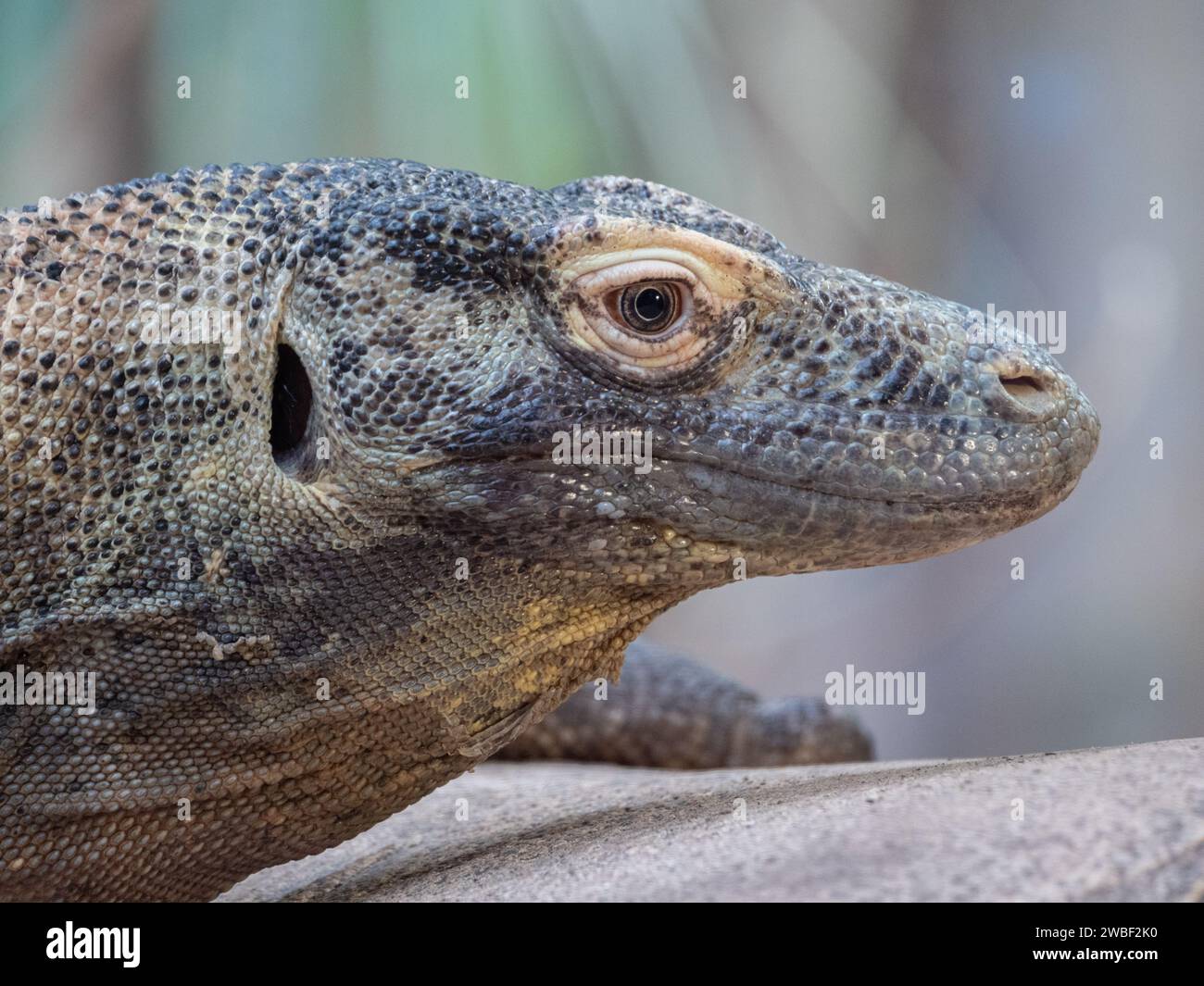 Large lizard hi-res stock photography and images - Alamy