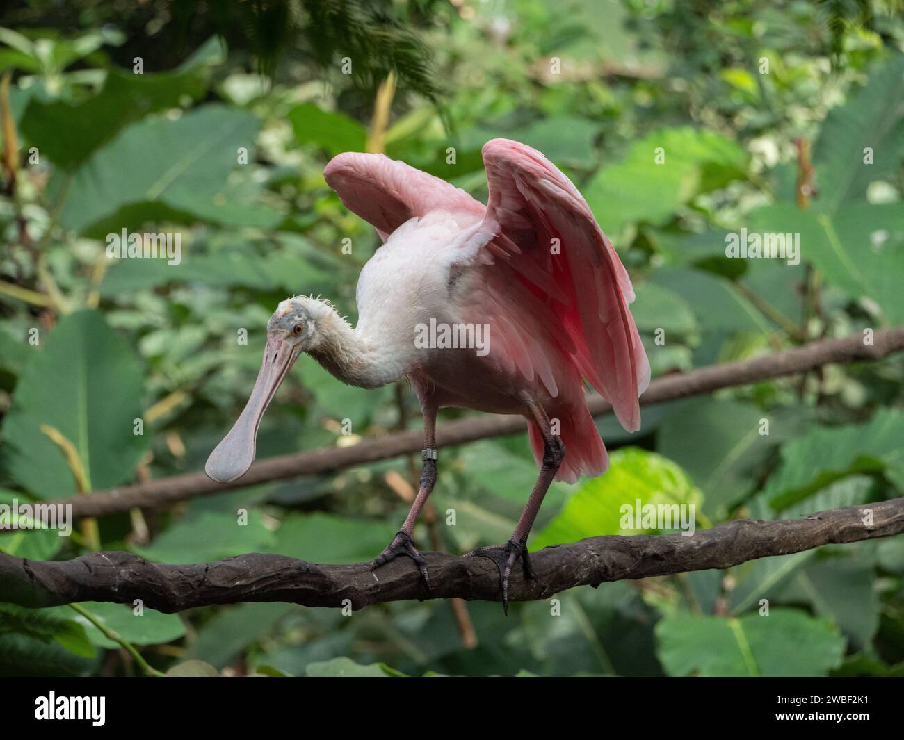 A vivid pink spoonbill bird is perched in front of lush green foliage ...