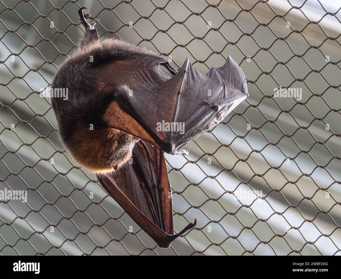 Brown bat hi-res stock photography and images - Alamy