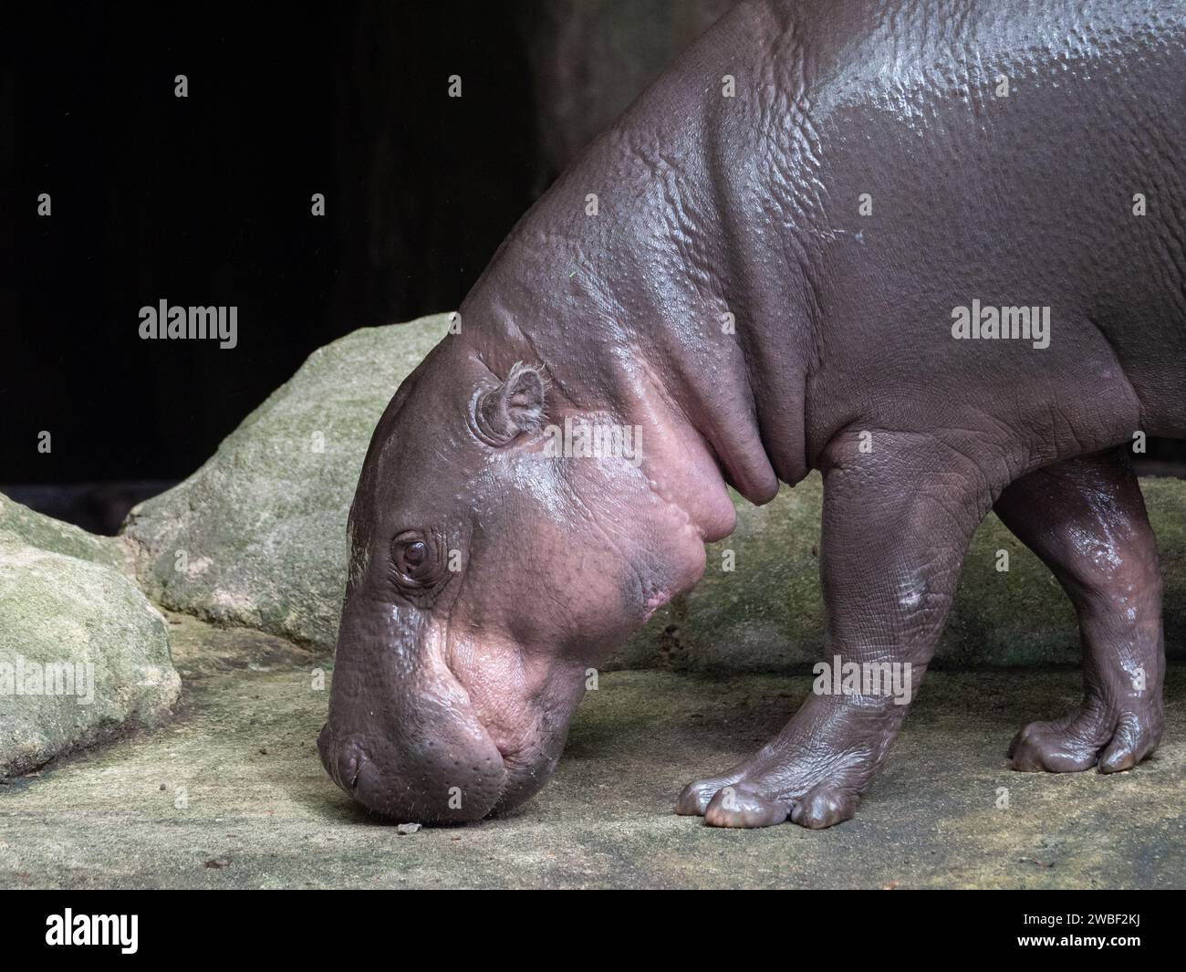 Safari enclosure hi-res stock photography and images - Alamy