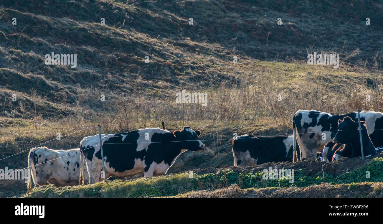 Small herd of black and white cattle behind fence wire on mountain side ...