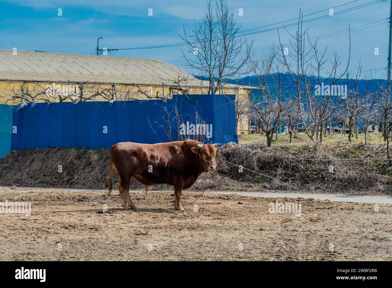 Large brown bull standing in field with farm buildings and leafless ...