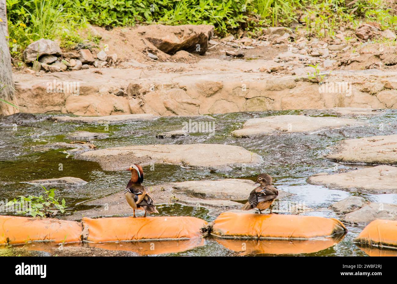 One male and one female mandarin duck on orange sandbags in a small ...