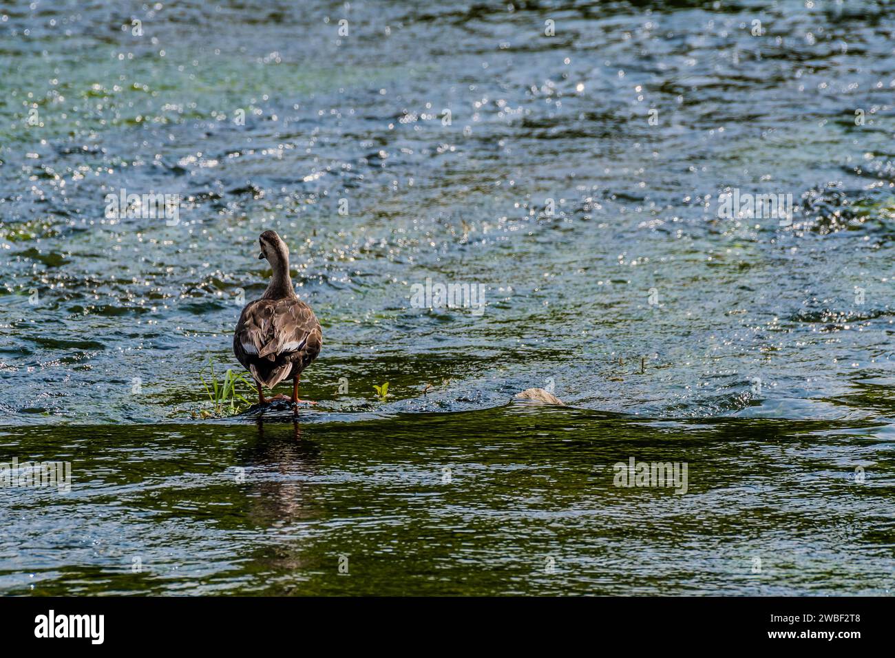 Single lone spot-billed duck standing in shallow water in a river Stock ...