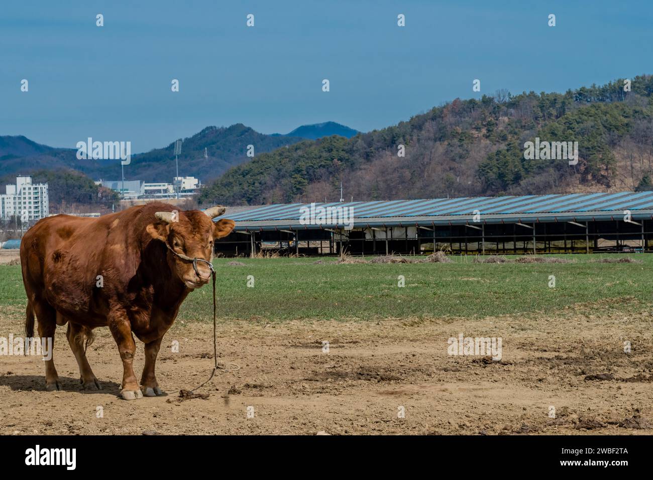 Big bull mountain hi-res stock photography and images - Alamy
