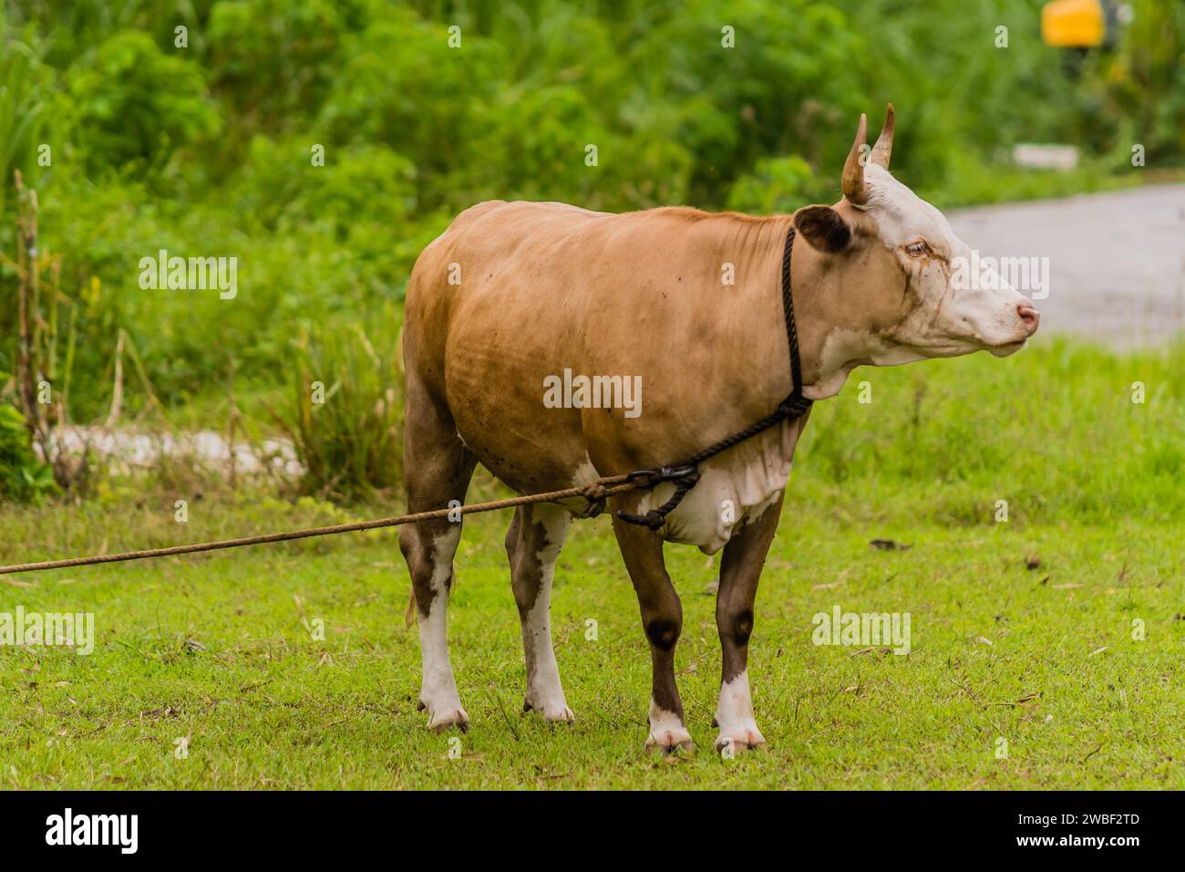 Closeup of a brown and white heifer with horns and a rope around its ...