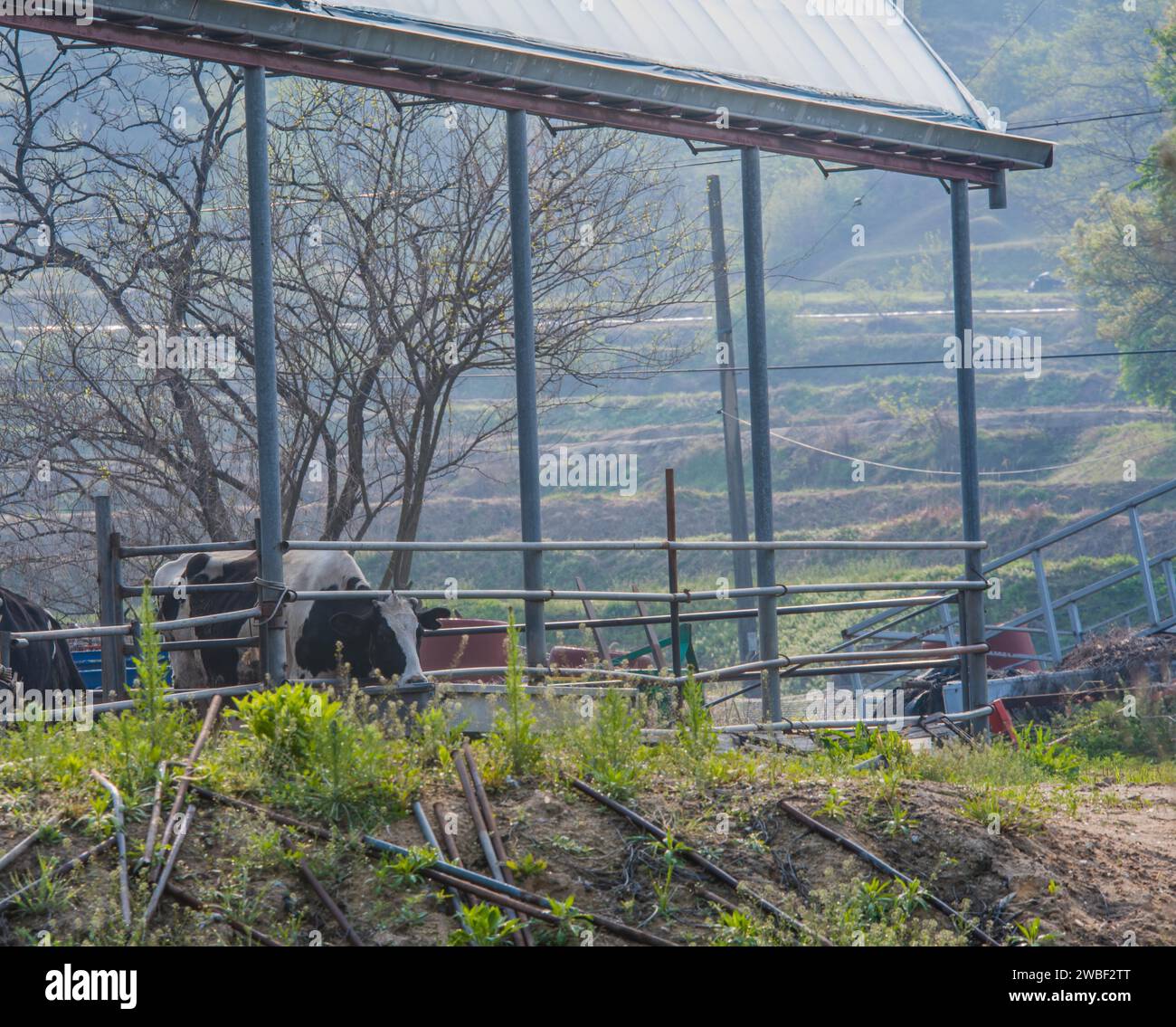 Cow black rod hi-res stock photography and images - Alamy