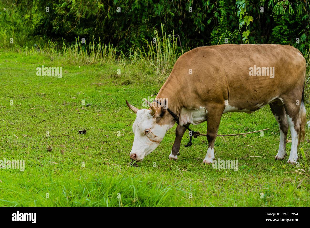 Closeup of a brown and white heifer with horns and a rope around its ...