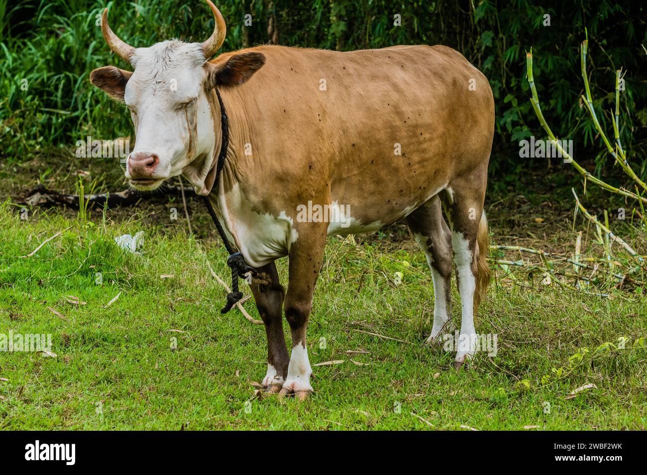 Closeup of a brown and white heifer with horns and a rope around its ...