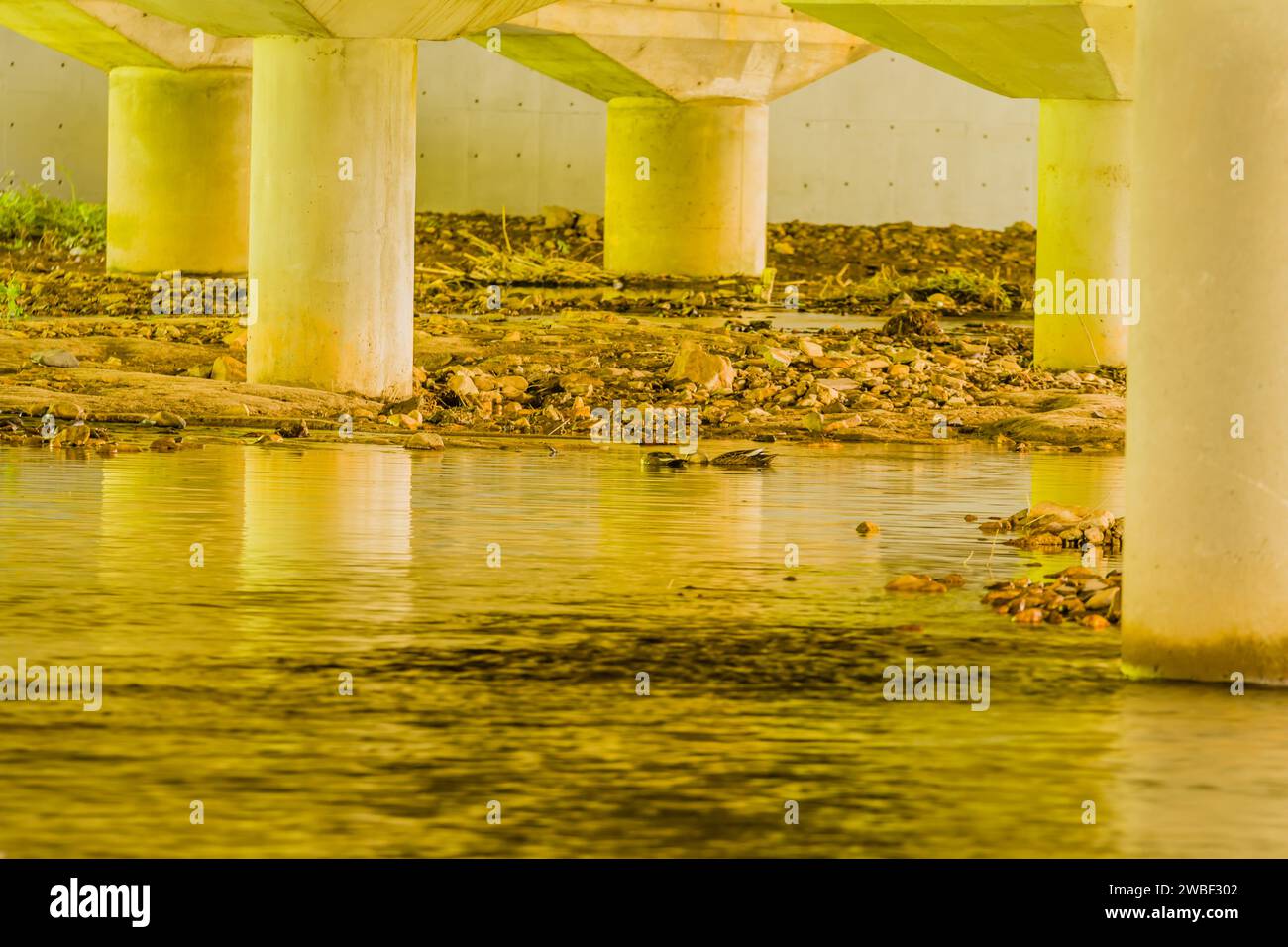 Two spot-billed ducks looking for food in shallow river under concrete ...