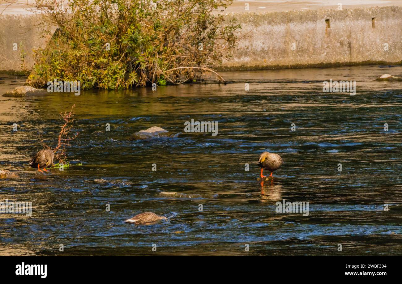 Three spot-billed ducks, one with its head under water together in a ...