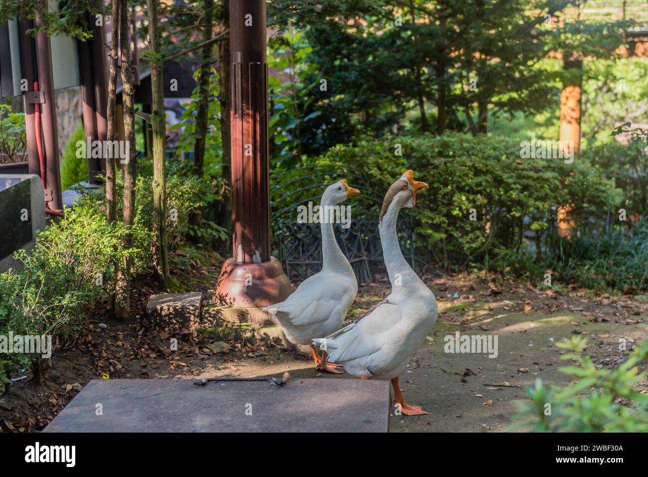 Two geese walking on trail in woodland mountain park Stock Photo - Alamy
