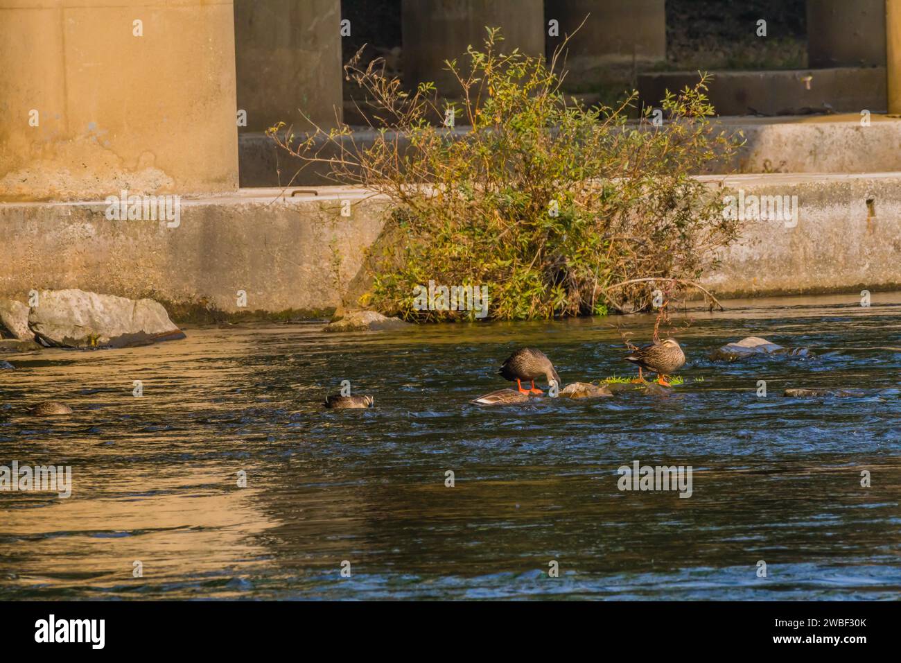 Five spot-billed ducks, two with their head under water together in a ...