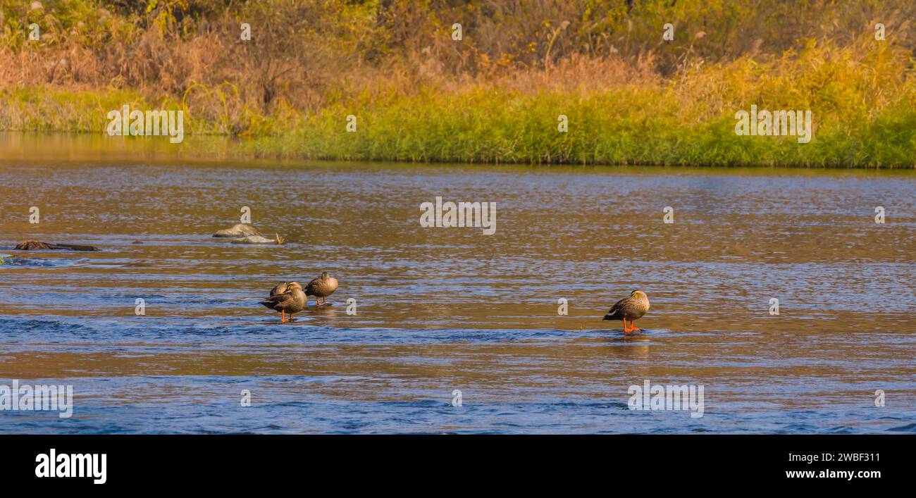 Four spot-billed ducks in shallow water in a flowing river with grass ...