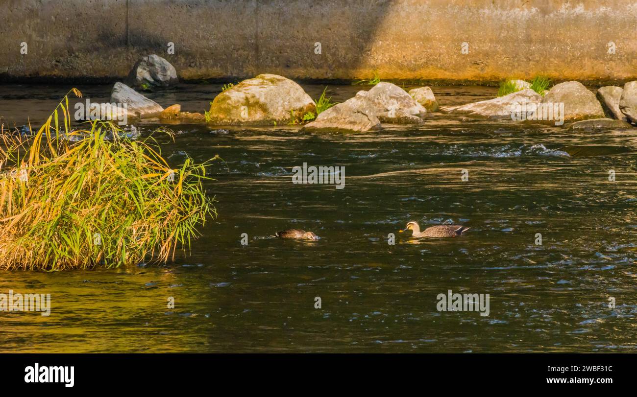 Two spot-billed ducks together next to a green bush in a flowing river ...