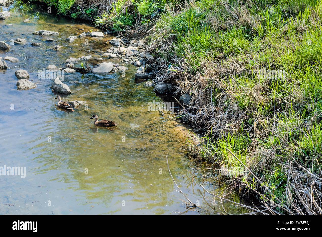 Two ducks swimming in small stream in wilderness park Stock Photo - Alamy