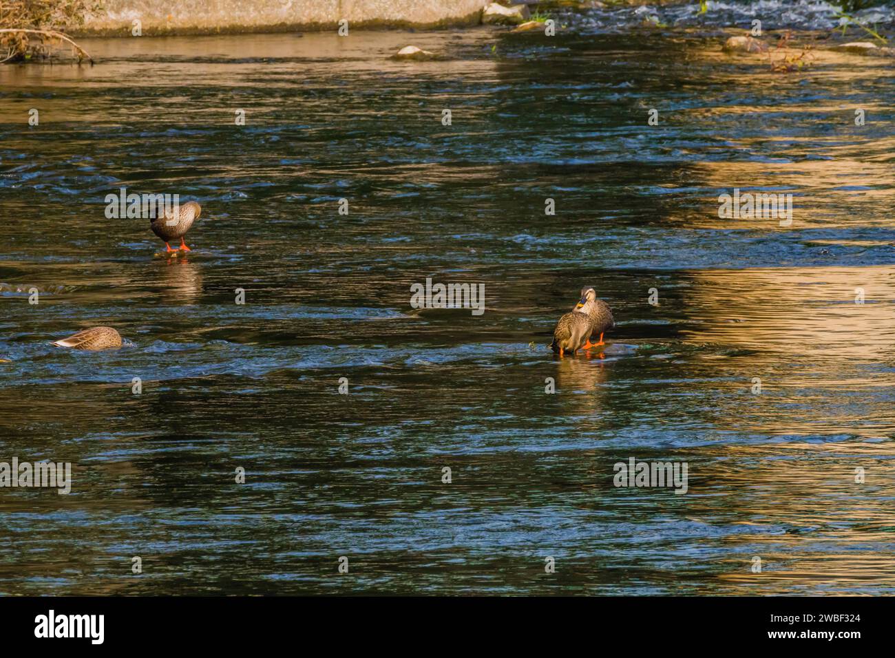 Four spot-billed ducks together in a flowing river near a bridge pylon ...