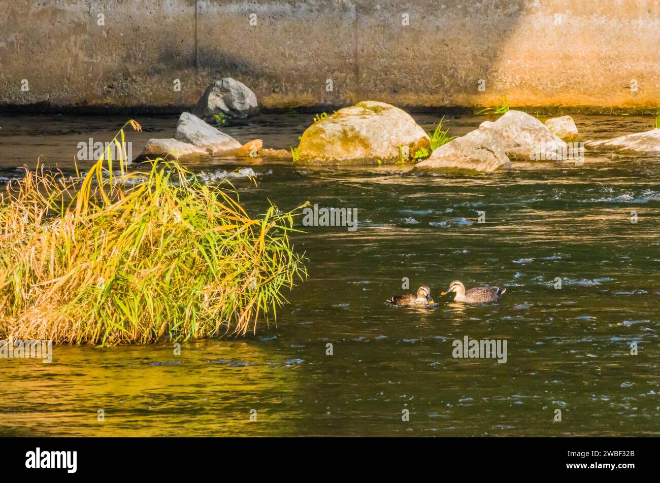 Two spot-billed ducks together next to a green bush in a flowing river ...