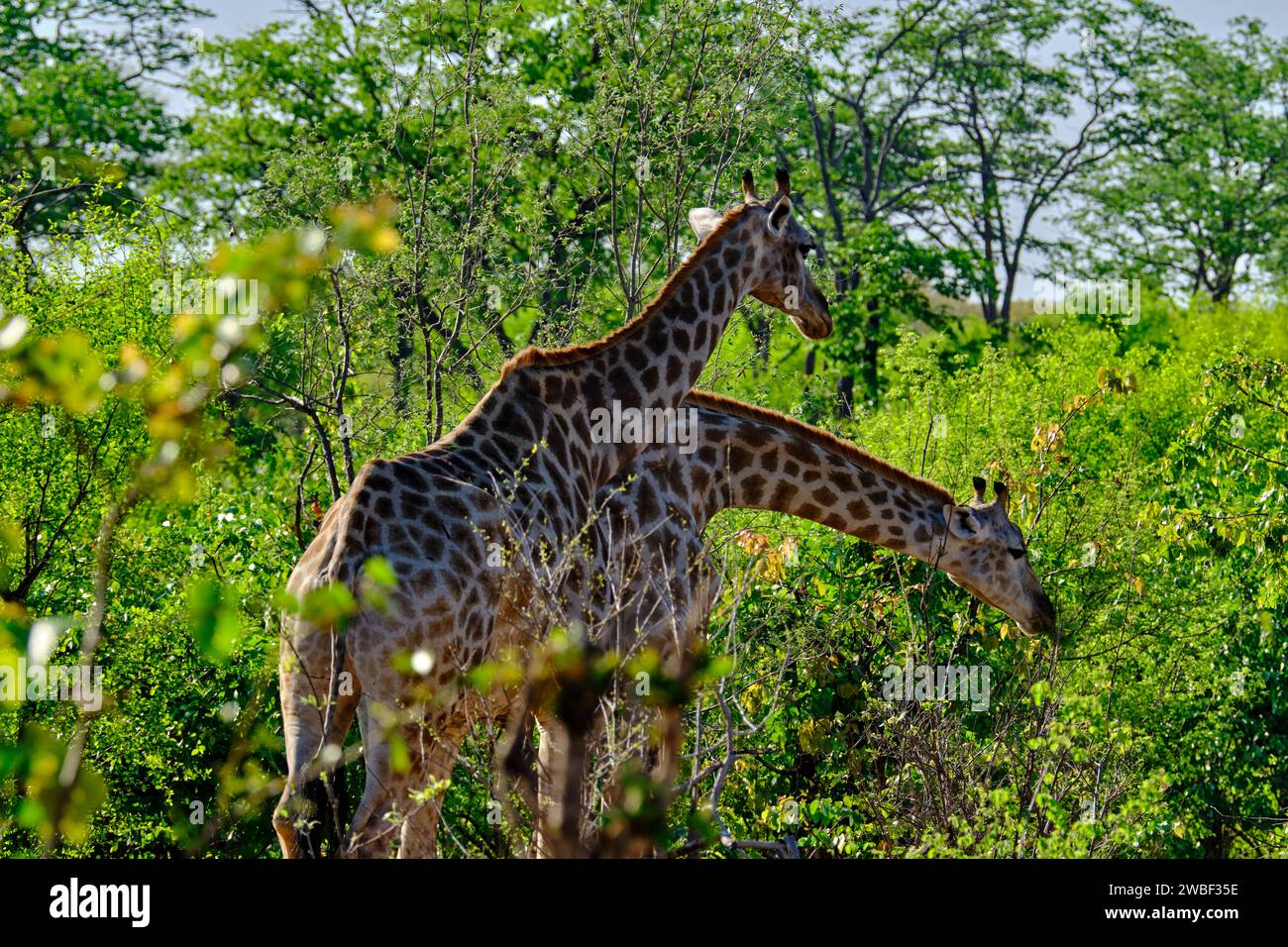 Zimbabwe, Matabeleland North, province, Hwange national park, Giraffe ...