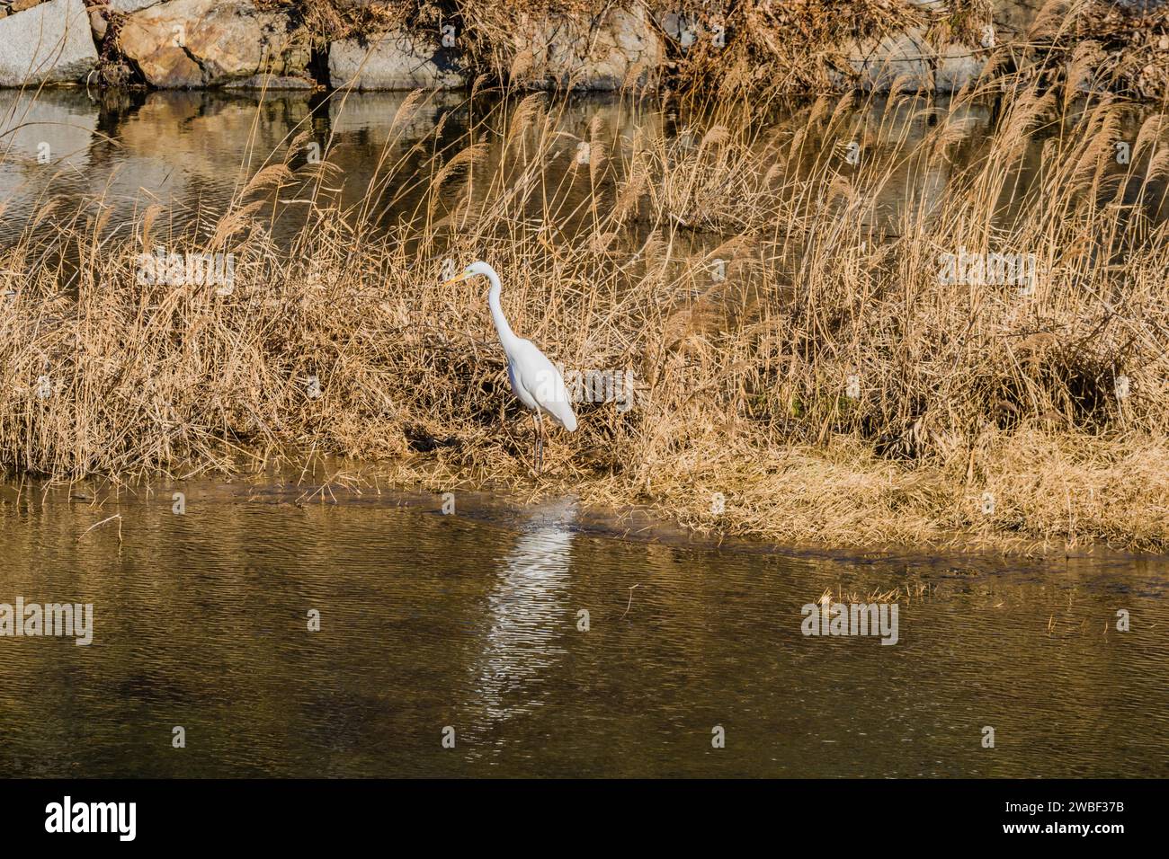 Adult egret standing in tall brown grass looking for fish in small ...