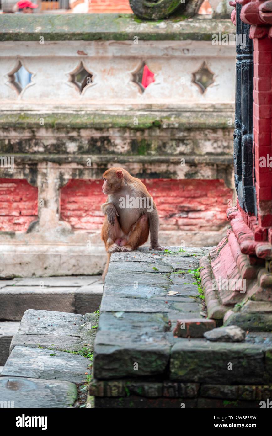 Monkeys close Pashupatinath Temple near Bagmati River that flows ...