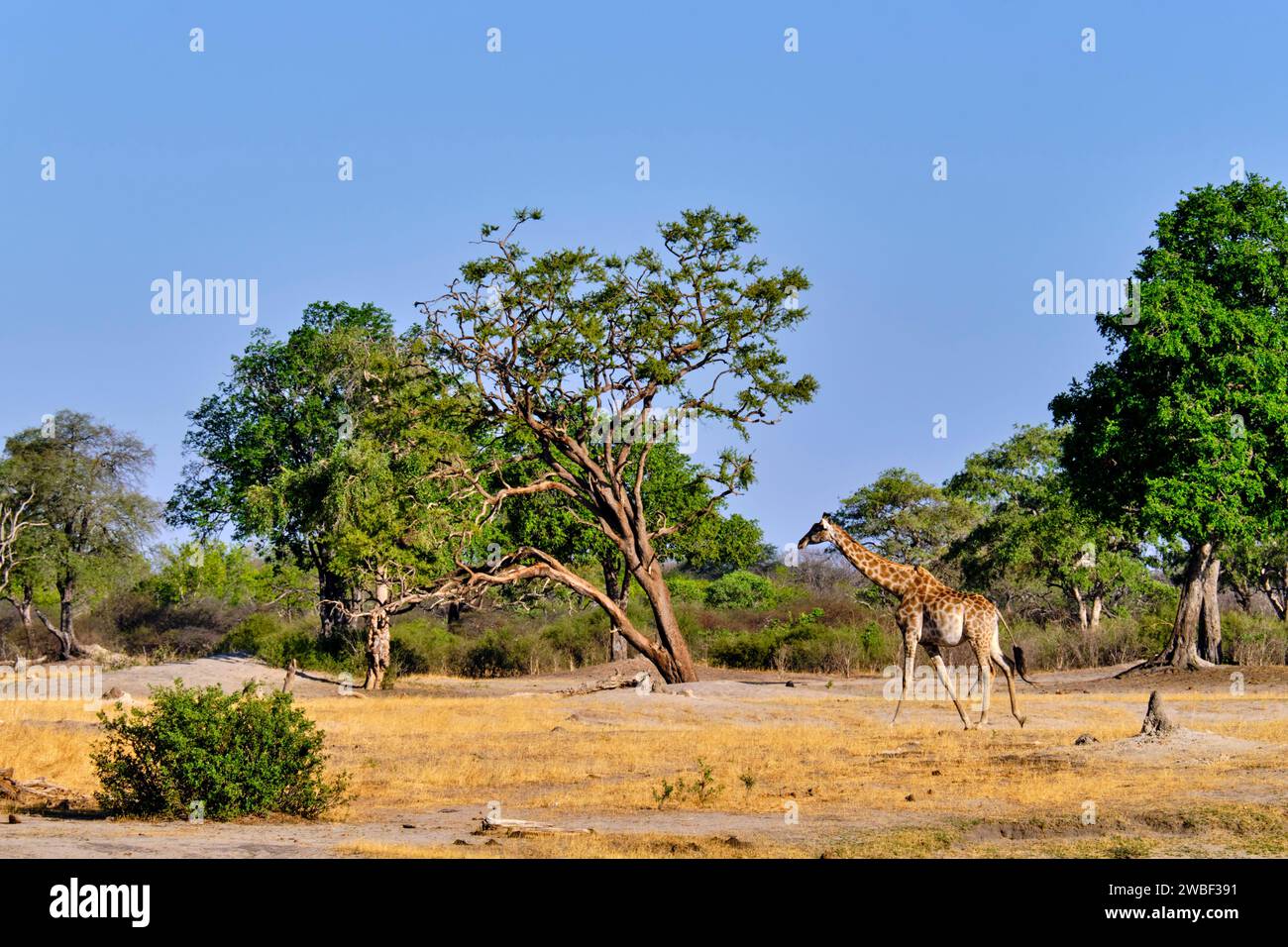 Zimbabwe, Matabeleland North, province, Hwange national park, Giraffe ...