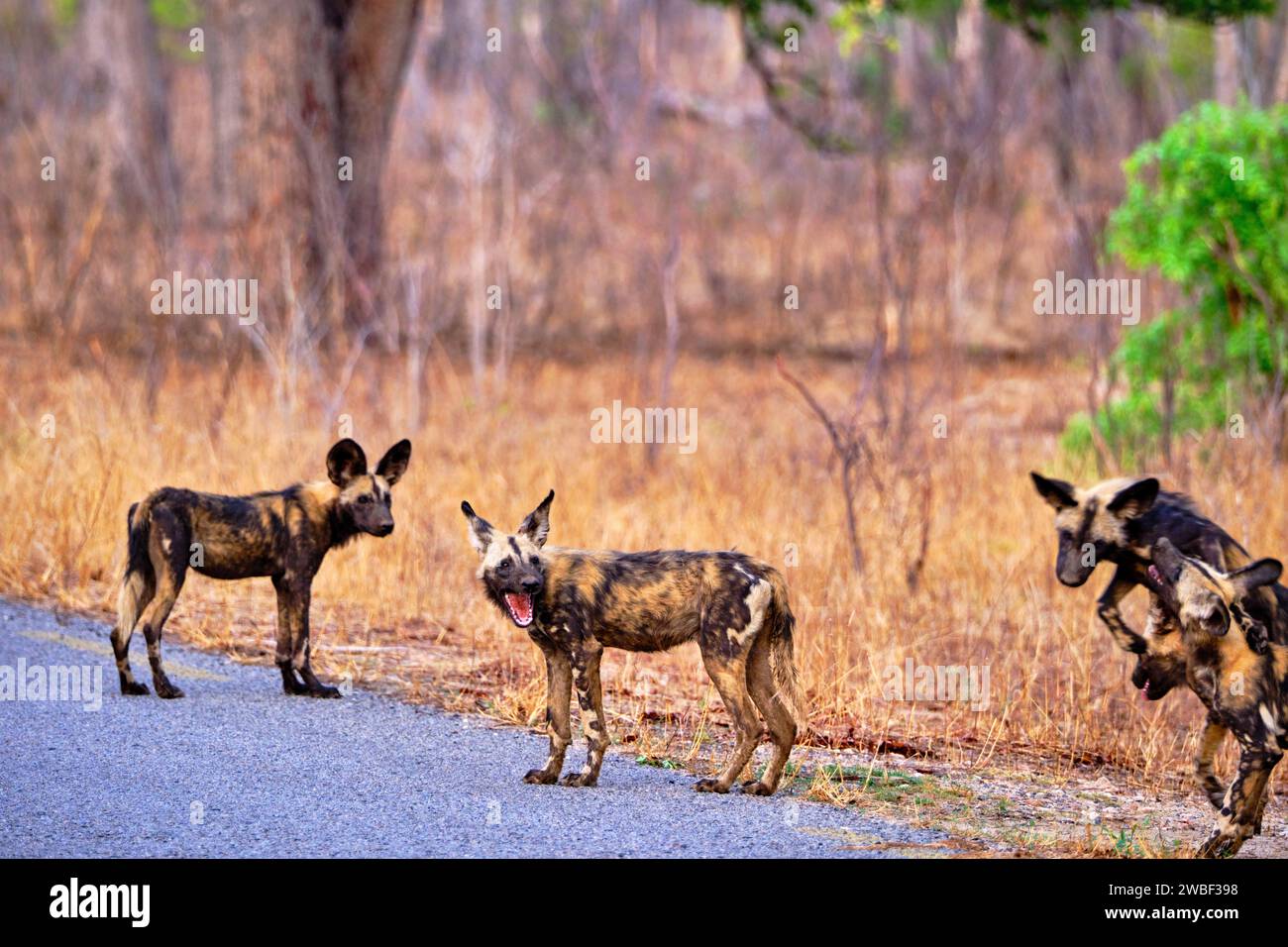 Zimbabwe, Matabeleland North, province, Hwange national park, painted ...