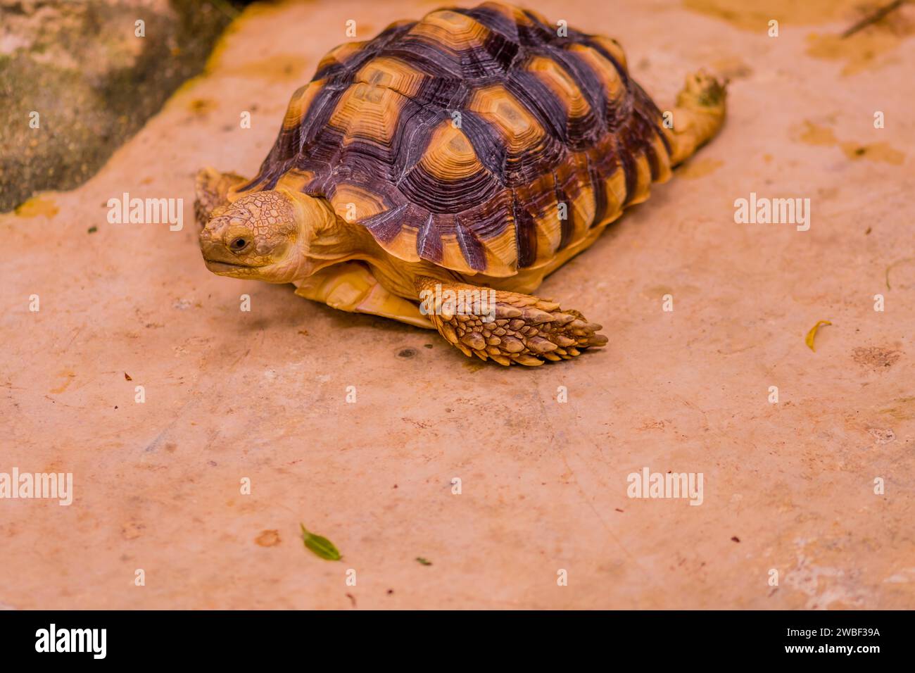 African Spur Thigh Tortoise resting on concrete floor of holding pen ...