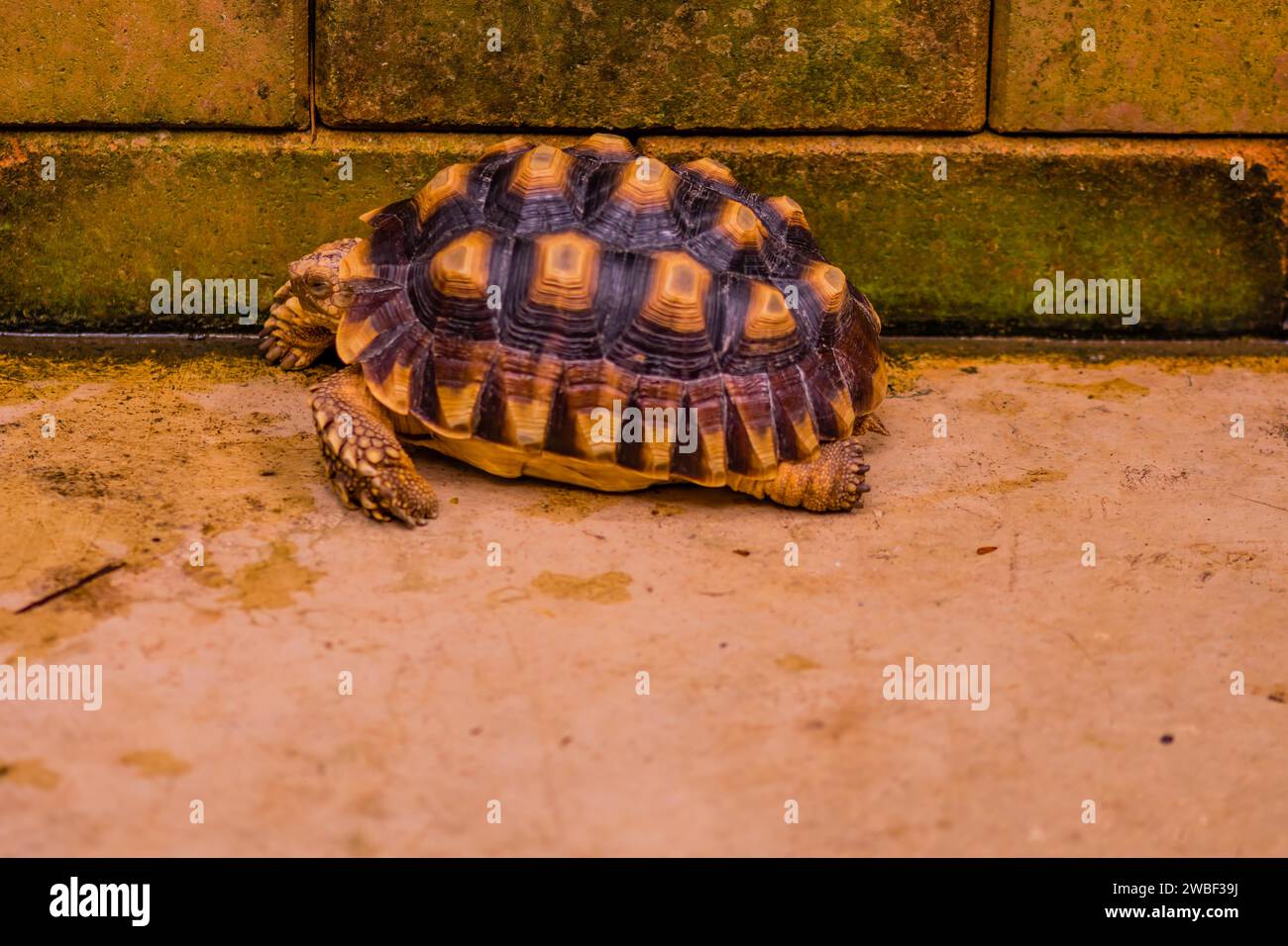 African Spur Thigh Tortoise resting next to brick wall in concrete ...