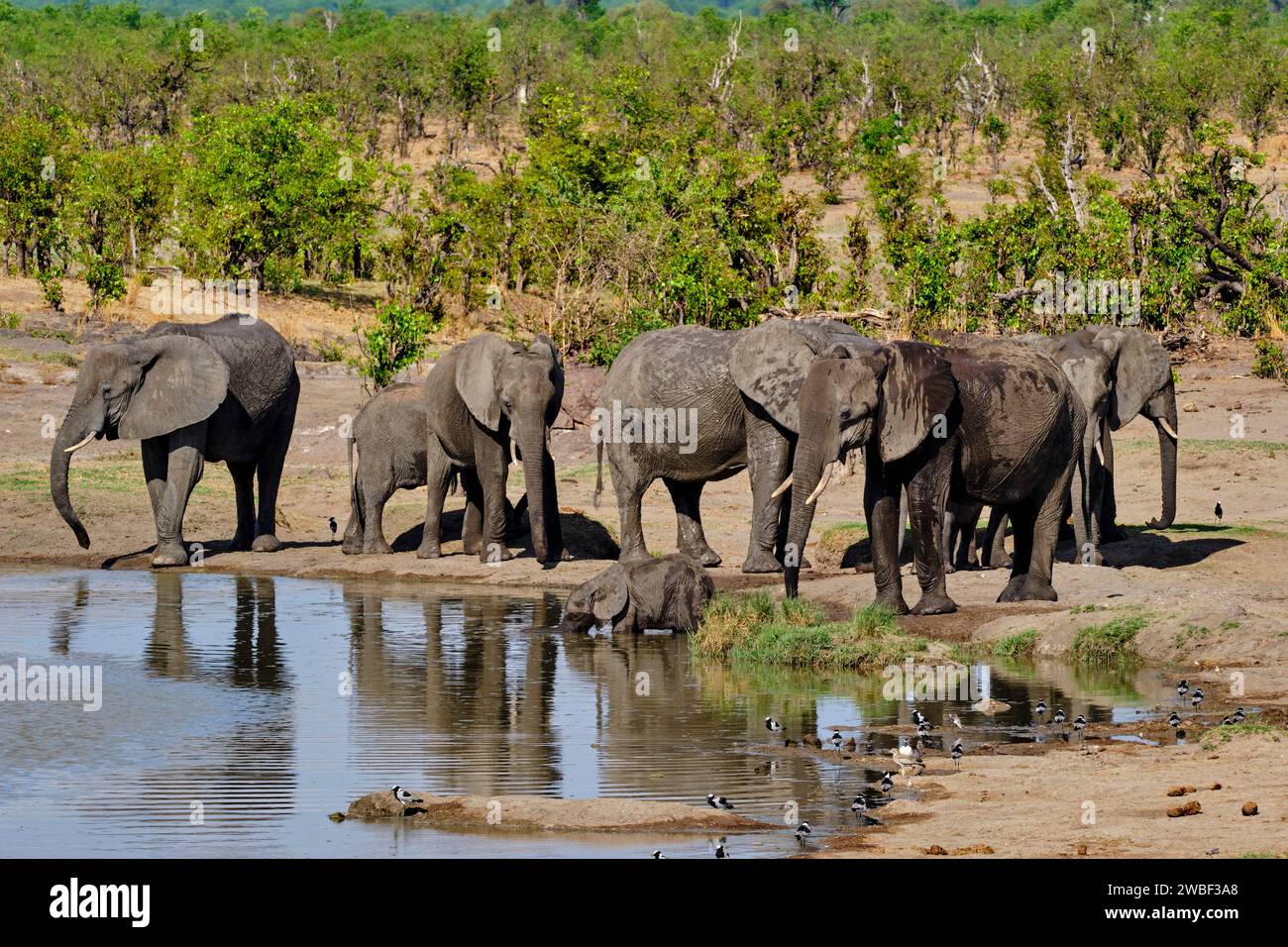 Zimbabwe, Matabeleland North, province, Hwange national park, wild ...