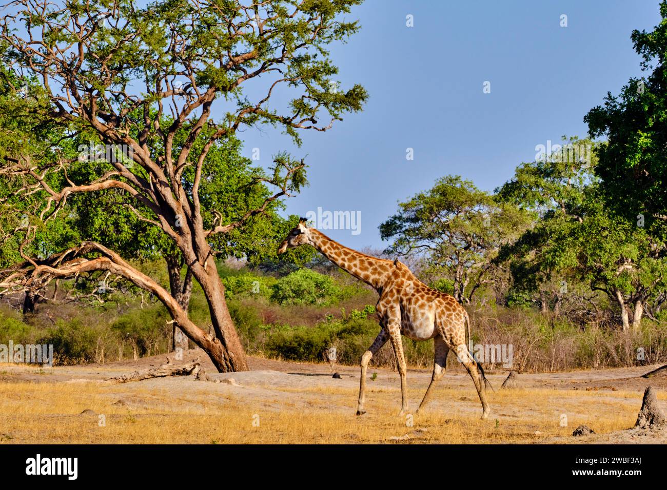 Zimbabwe, Matabeleland North, province, Hwange national park, Giraffe ...